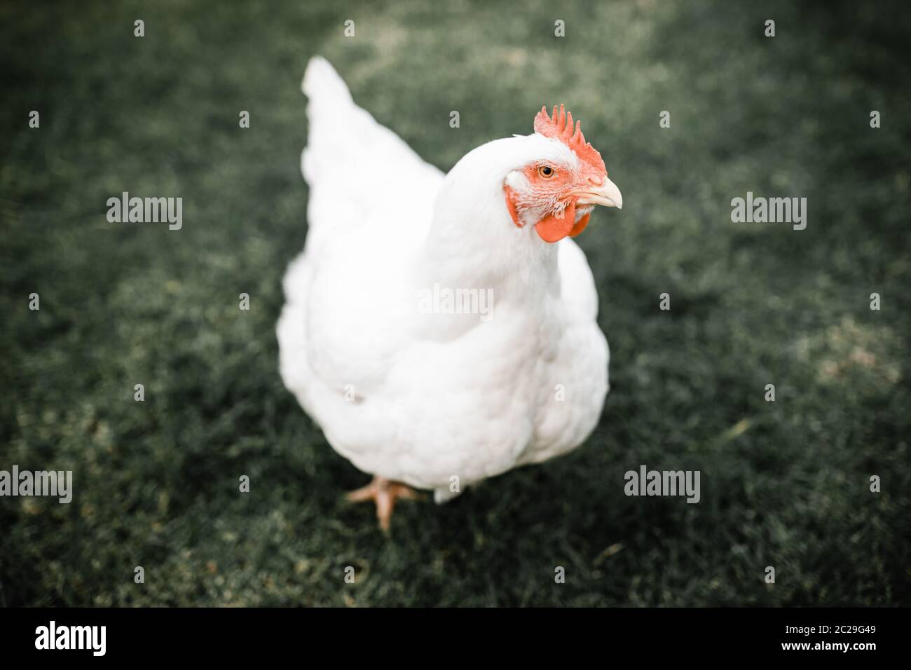 Broiler hi-res stock photography and images - Alamy