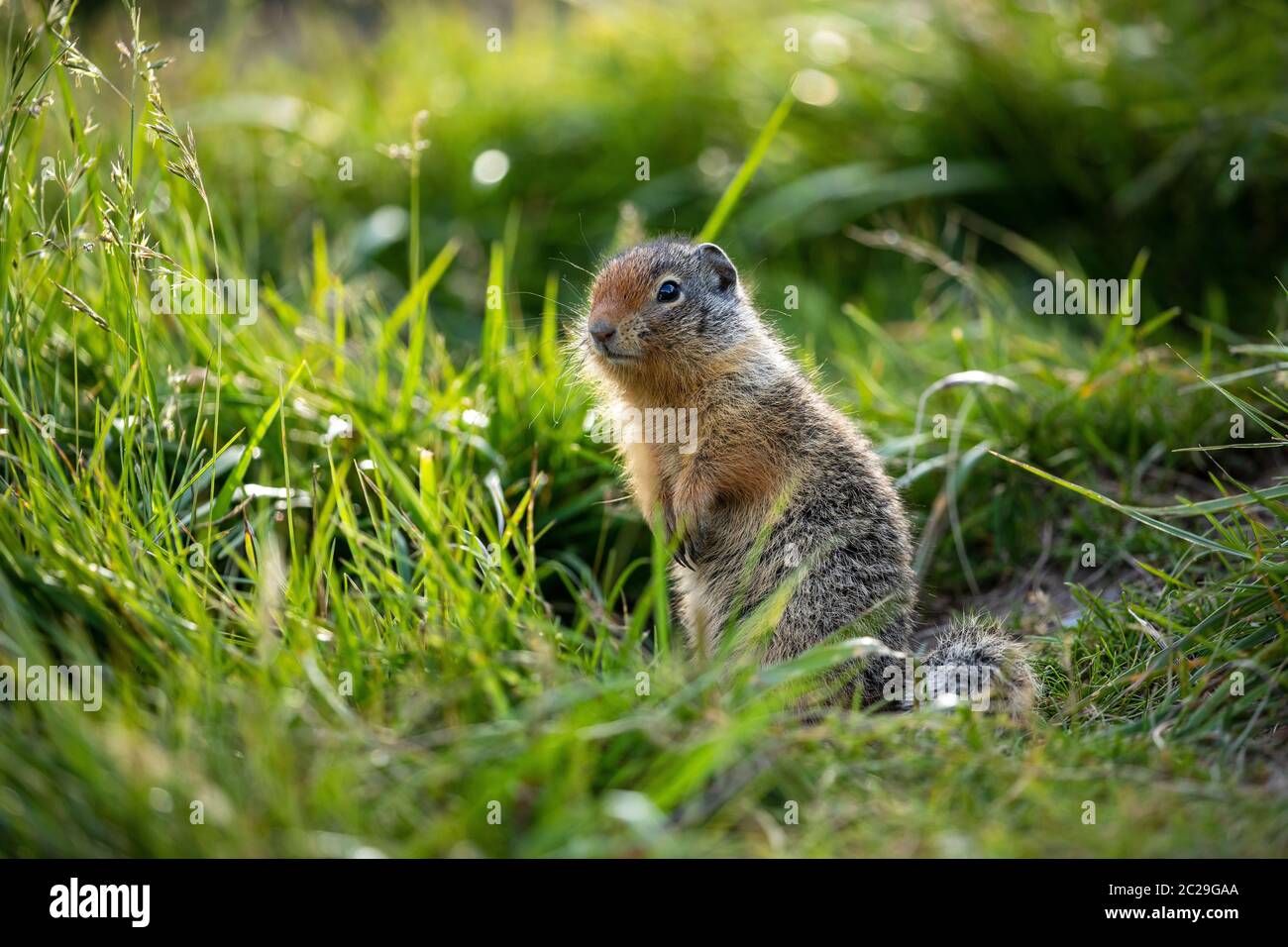 Fauna ground squirrels hi-res stock photography and images - Alamy