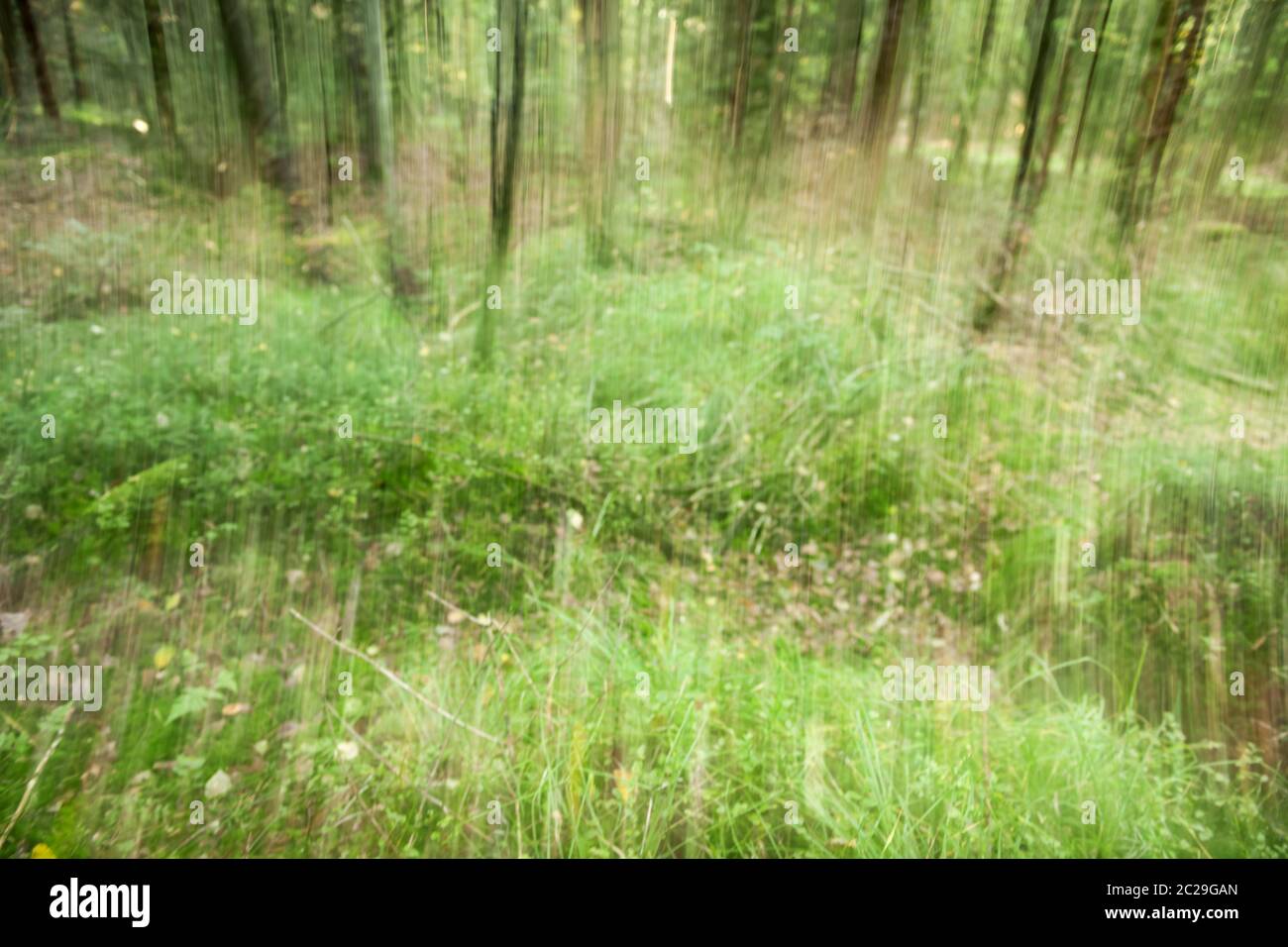 Forest clearing with stripes Stock Photo - Alamy