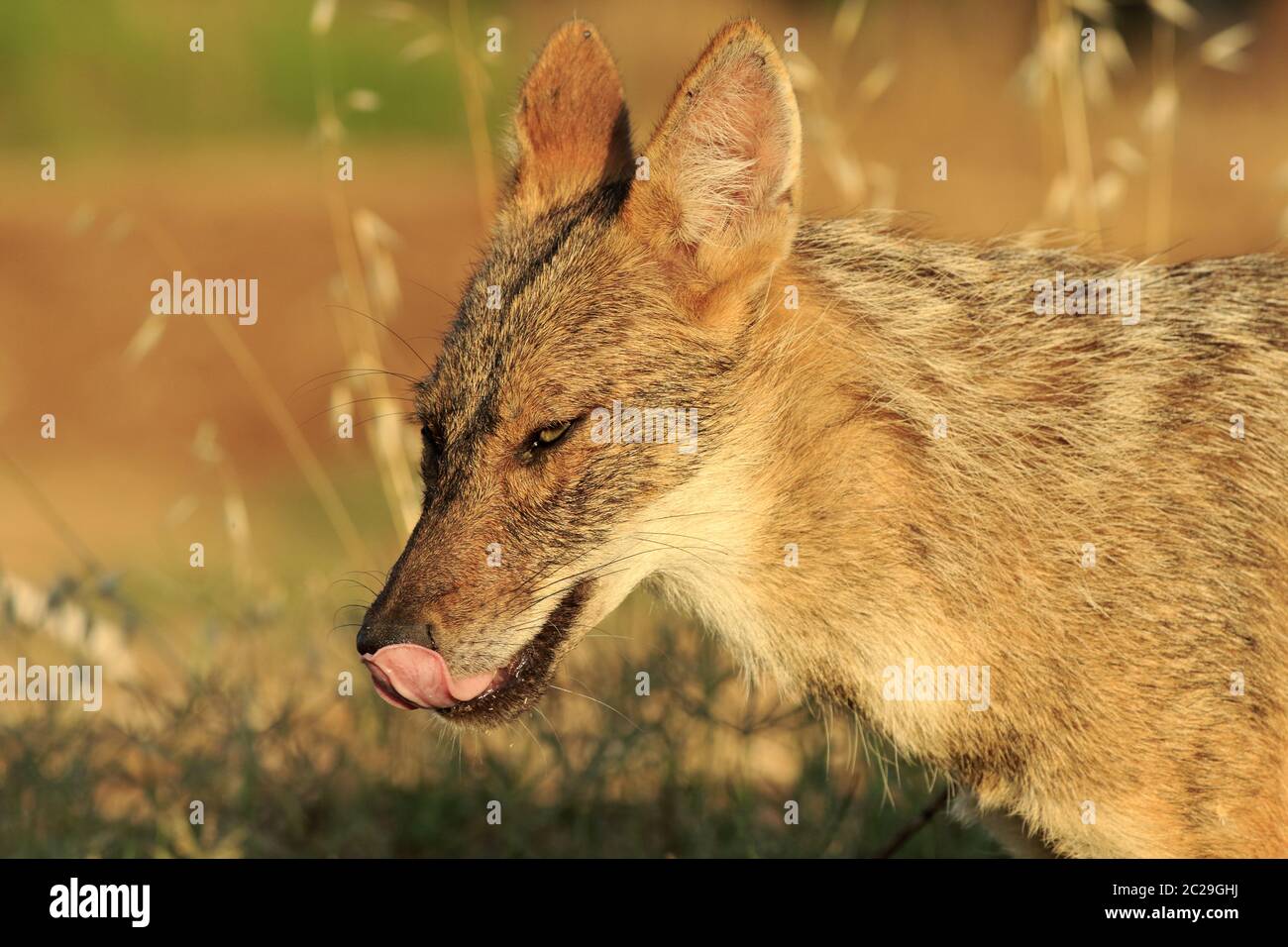 Chacal hi-res stock photography and images - Alamy