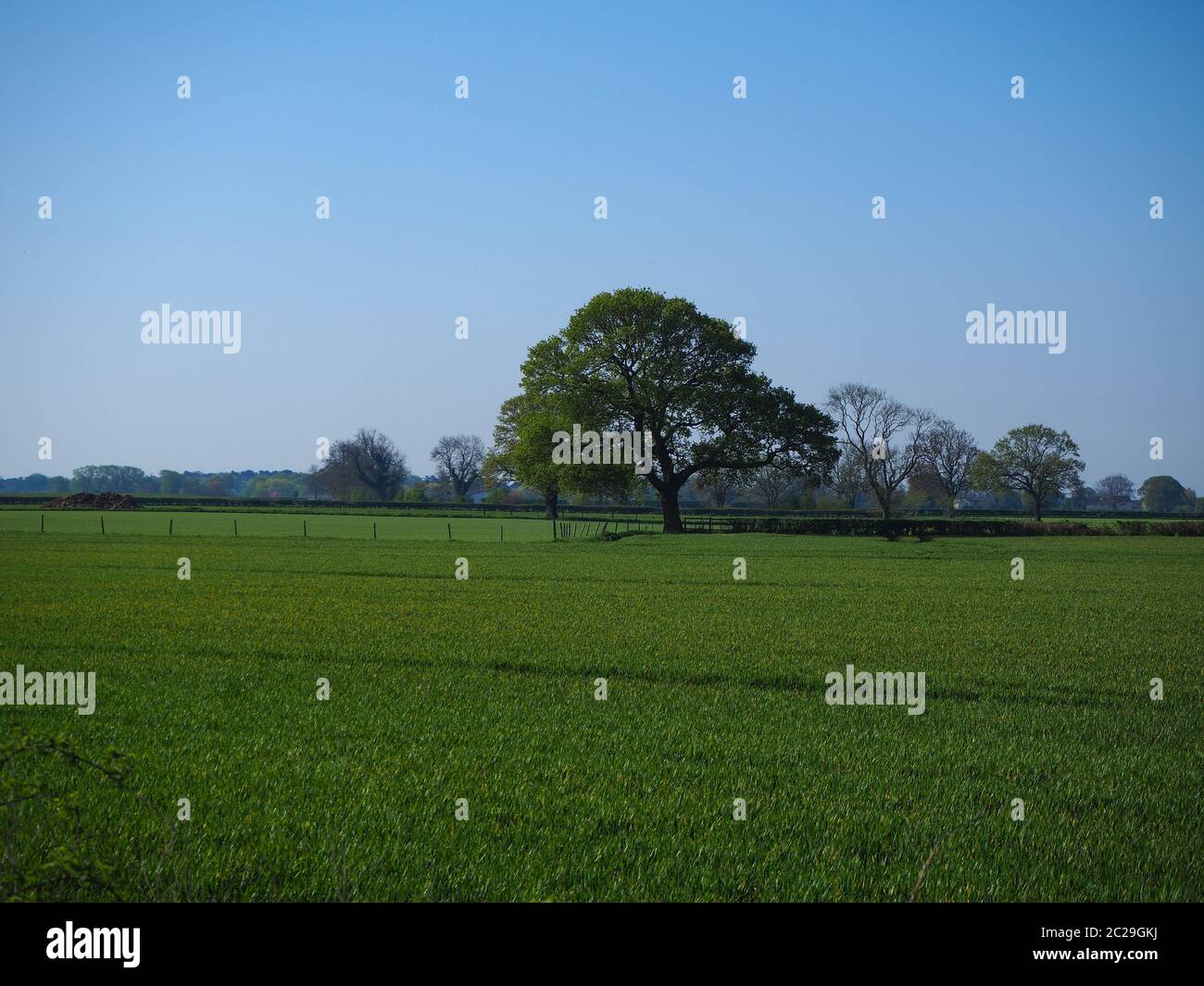 Oak tree in a green cultivated field in spring near York, England Stock ...