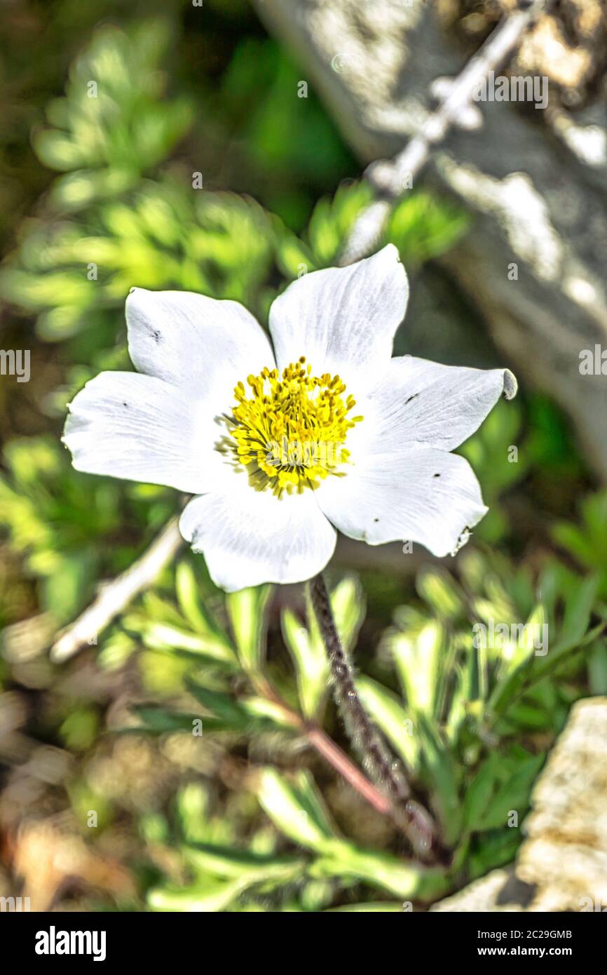 Great anemone on an alpine meadow Anemone sylvestris Stock Photo - Alamy