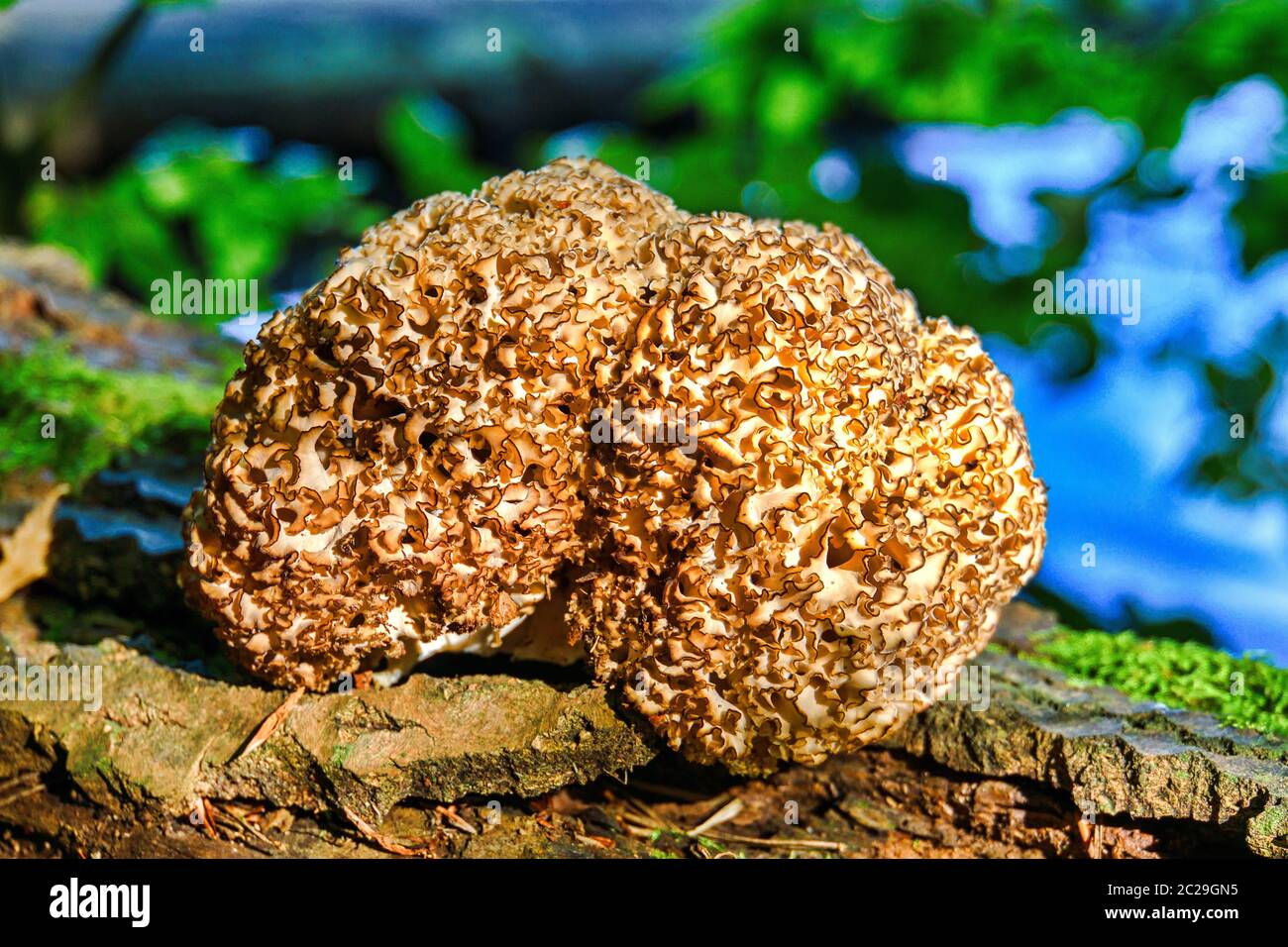 Fat hen grows on a tree trunk in the Dahlen Heath Sparassis crispa ...