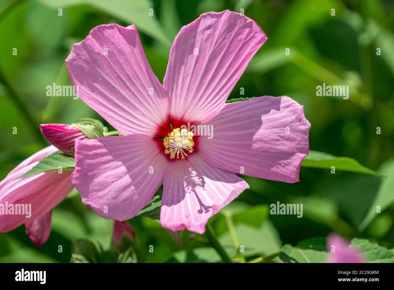 mugunghwa hibiscus syriacus Stock Photo - Alamy