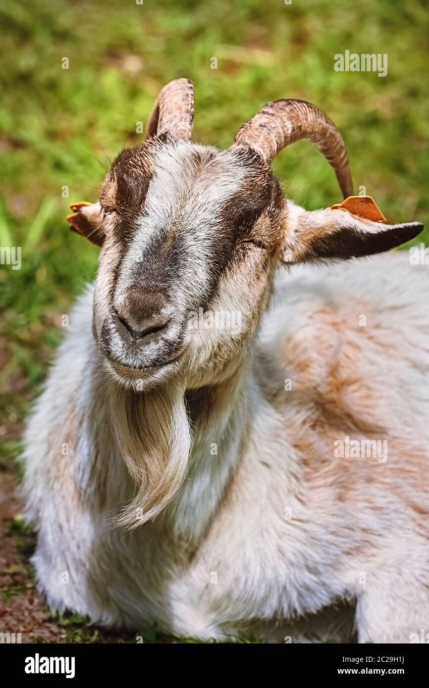 Portrait of goat Stock Photo - Alamy