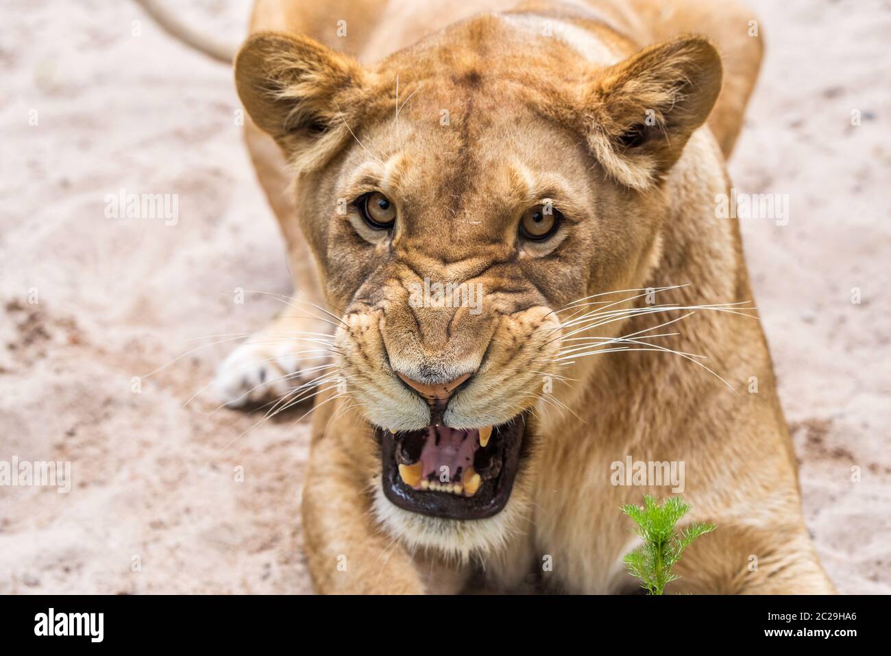 Lioness Face