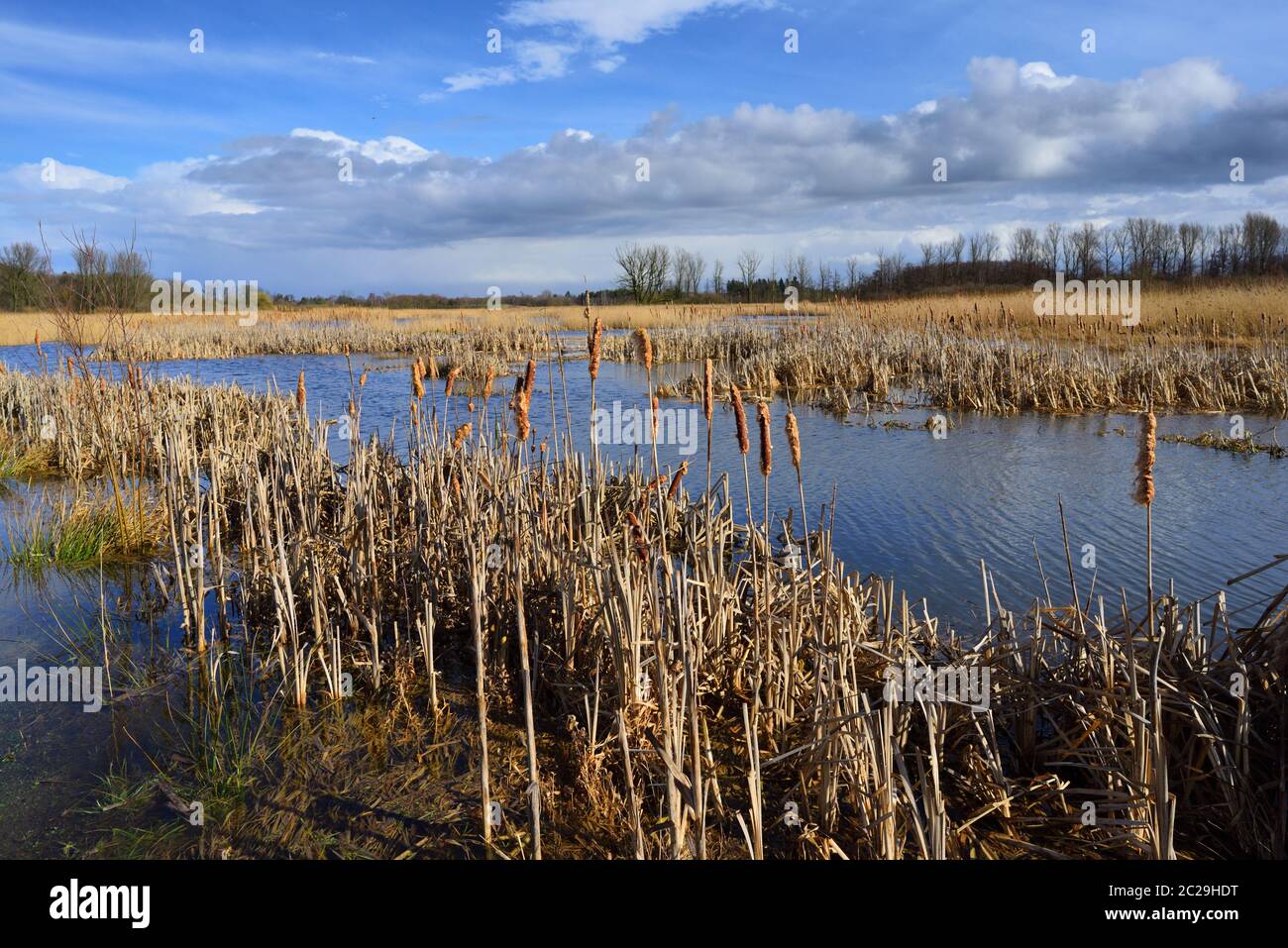 Dried up swamp hi-res stock photography and images - Alamy