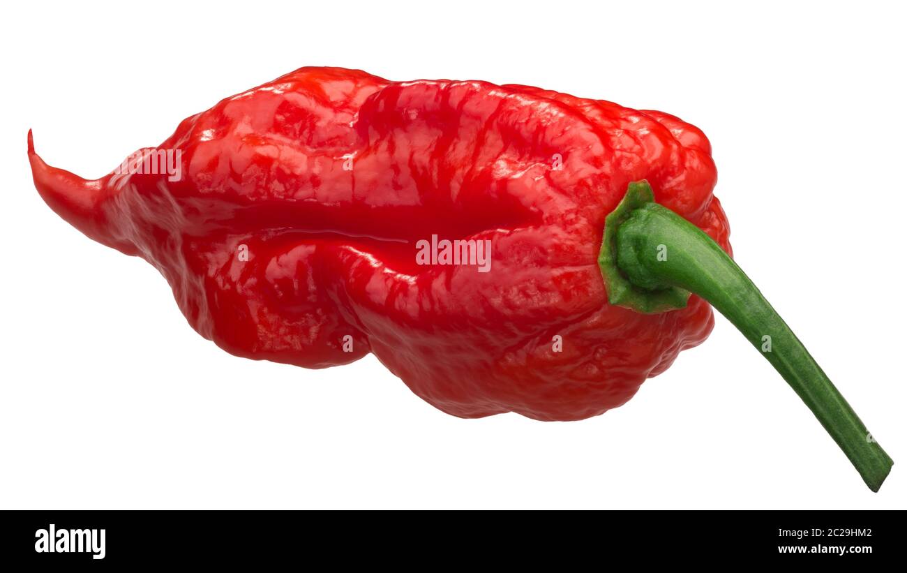 Ghost chile pepper Bhut Jolokia (Capsicum frutescens x Capsicum ...