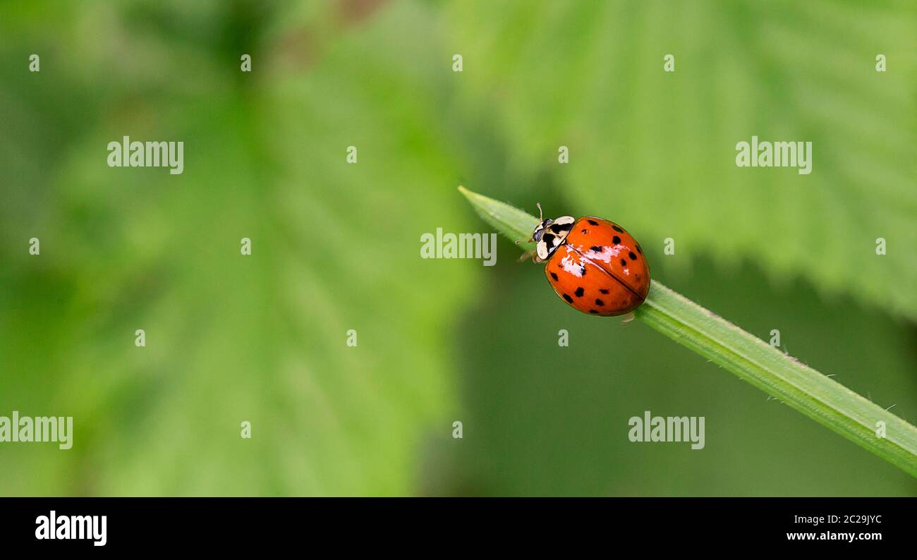 Ladybird fly hi-res stock photography and images - Alamy