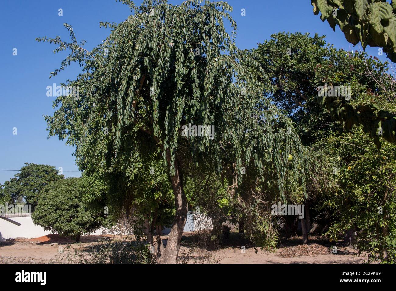 Monkey orange tree hi-res stock photography and images - Alamy