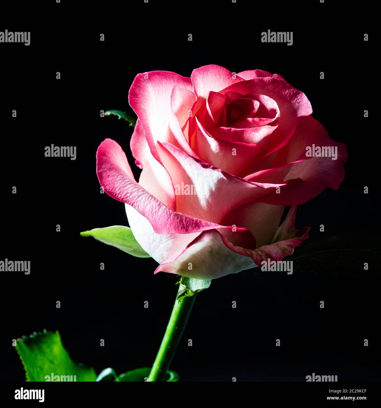 Low key rose hi-res stock photography and images - Alamy