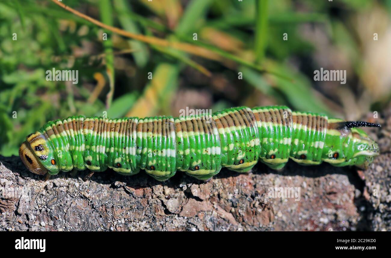 Caterpillar with horn hi-res stock photography and images - Alamy