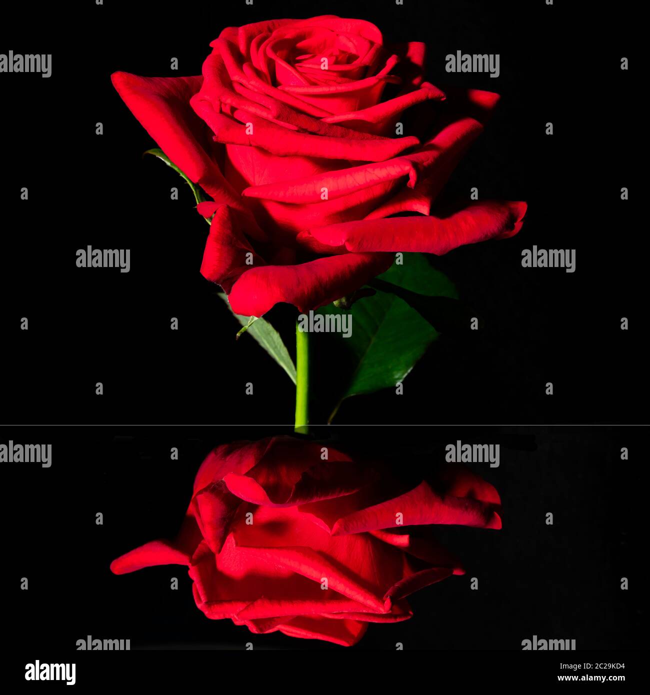 Red rose with reflection Stock Photo - Alamy