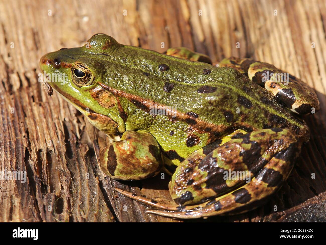 Pond frog Pelophylax esculenta very close Stock Photo - Alamy