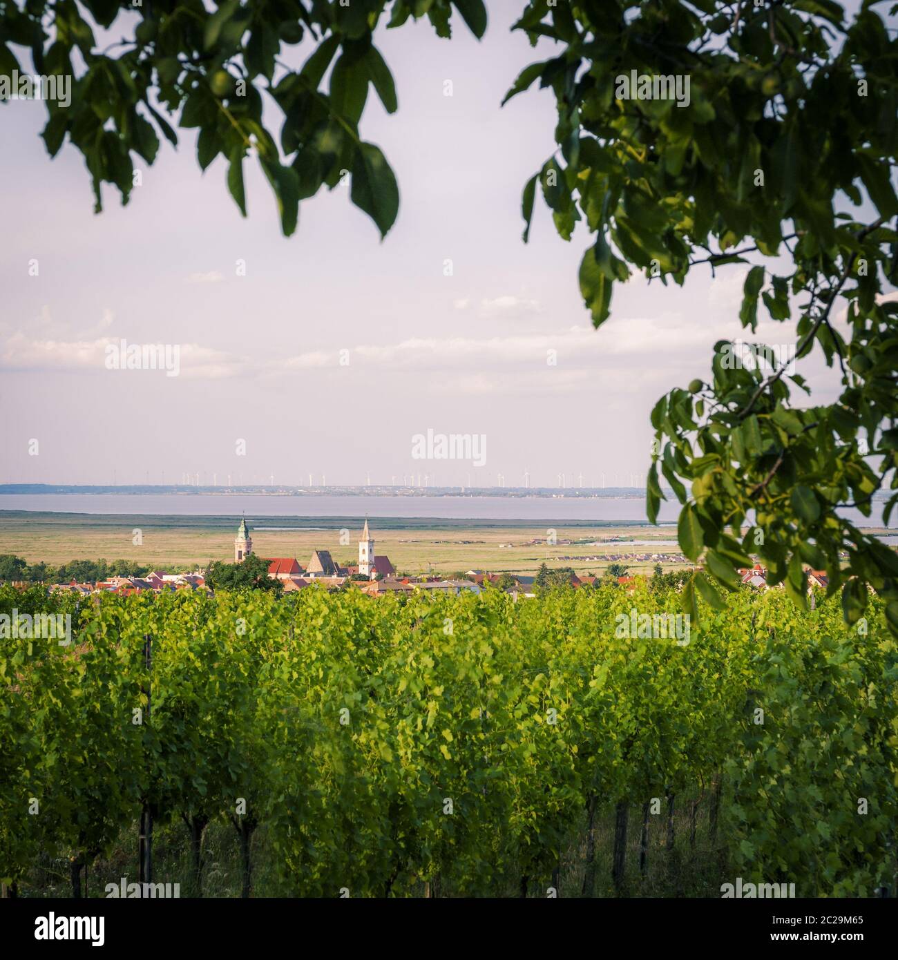 Rust am See with vineyards in Burgenland Austria Stock Photo - Alamy