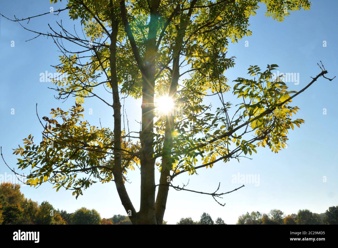 Tree, Sun and landscape in the Autumn Stock Photo - Alamy