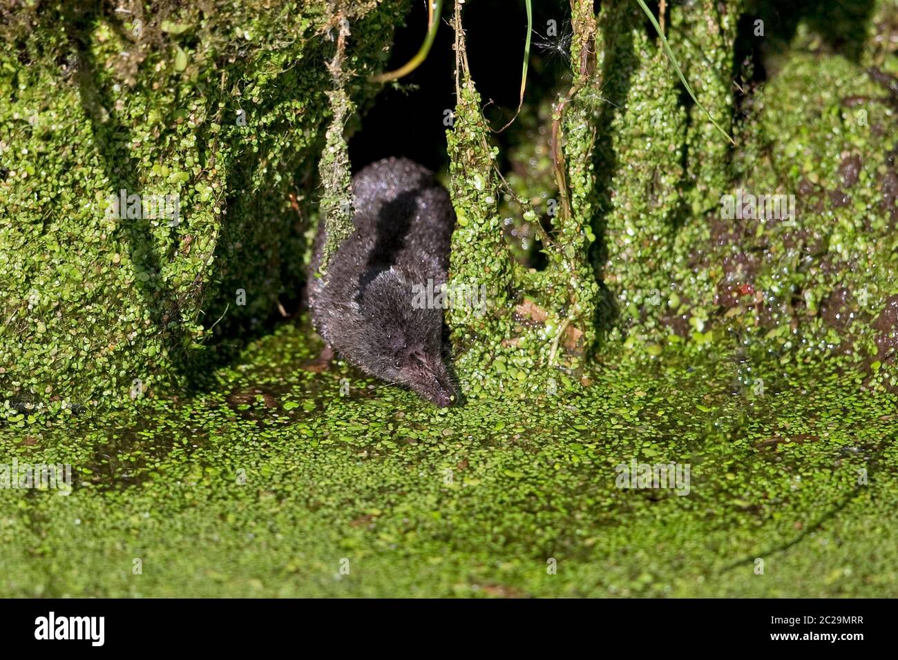 Water Shrew (Neomys fodiens Stock Photo - Alamy