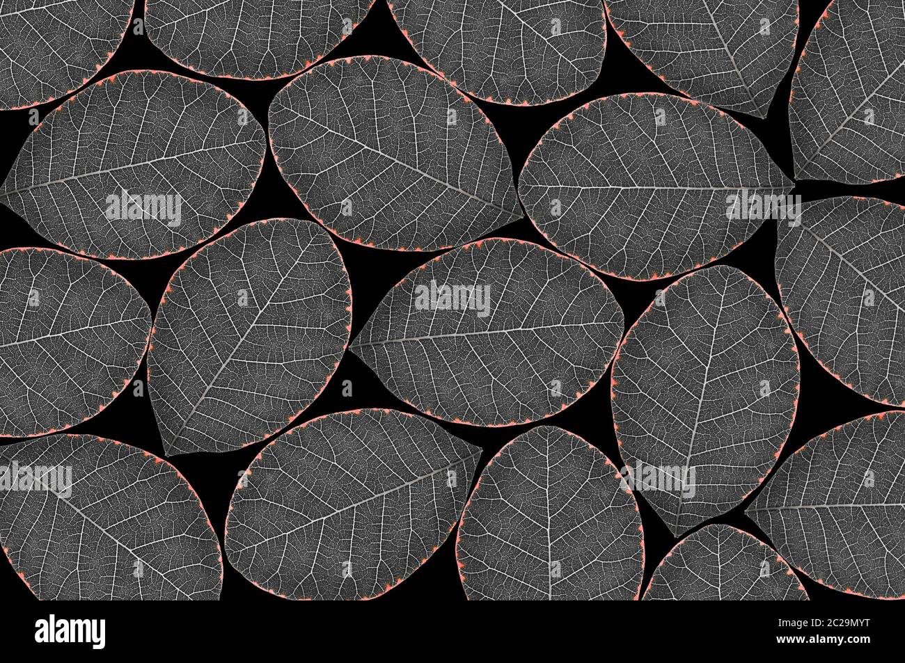 Translucent leaves hi-res stock photography and images - Alamy