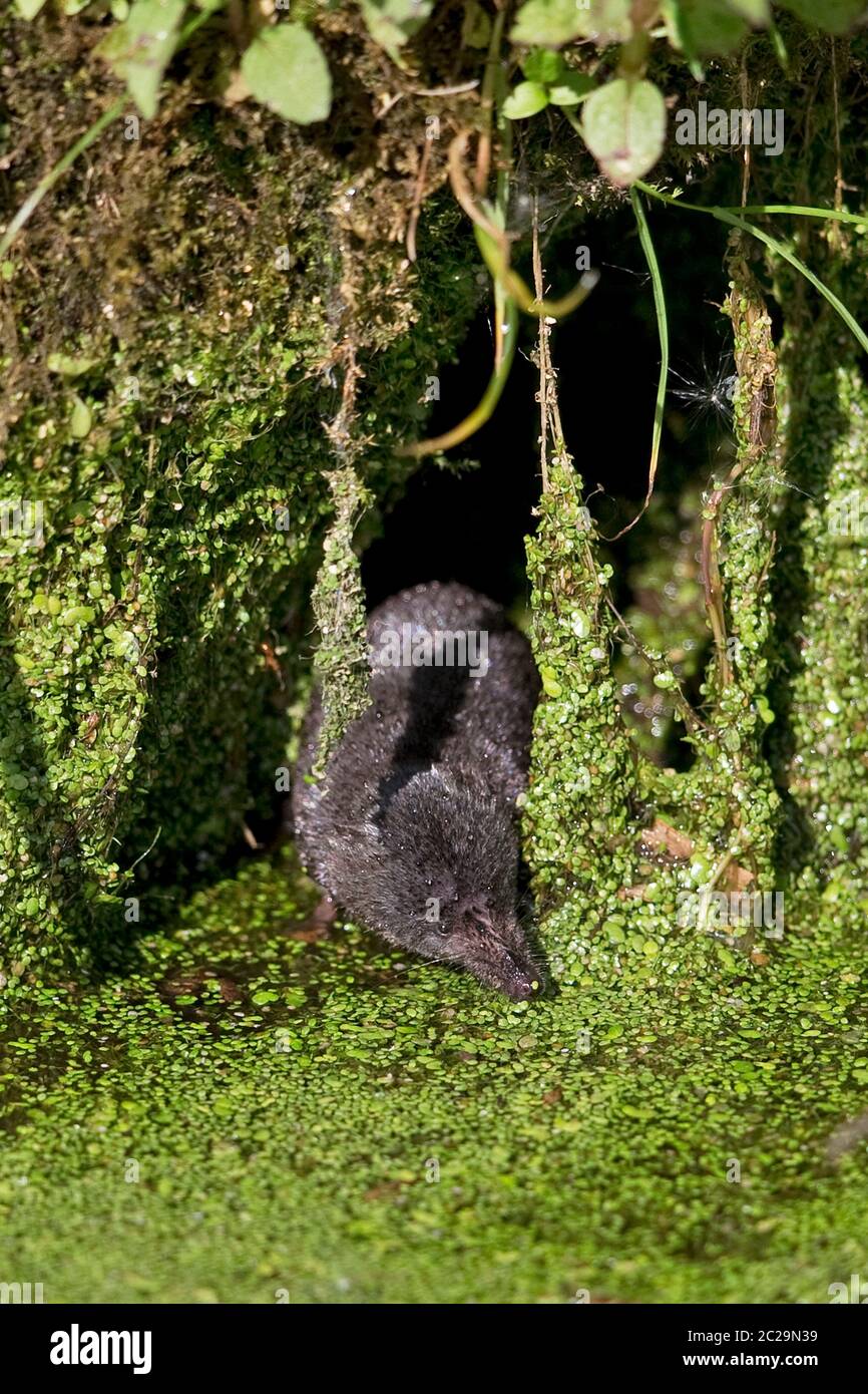Water Shrew (Neomys fodiens Stock Photo - Alamy