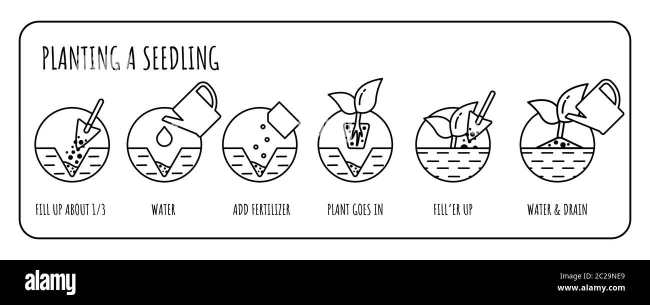 Steps in Transplanting Seedlings. Seedling gardening plant Stock Vector ...