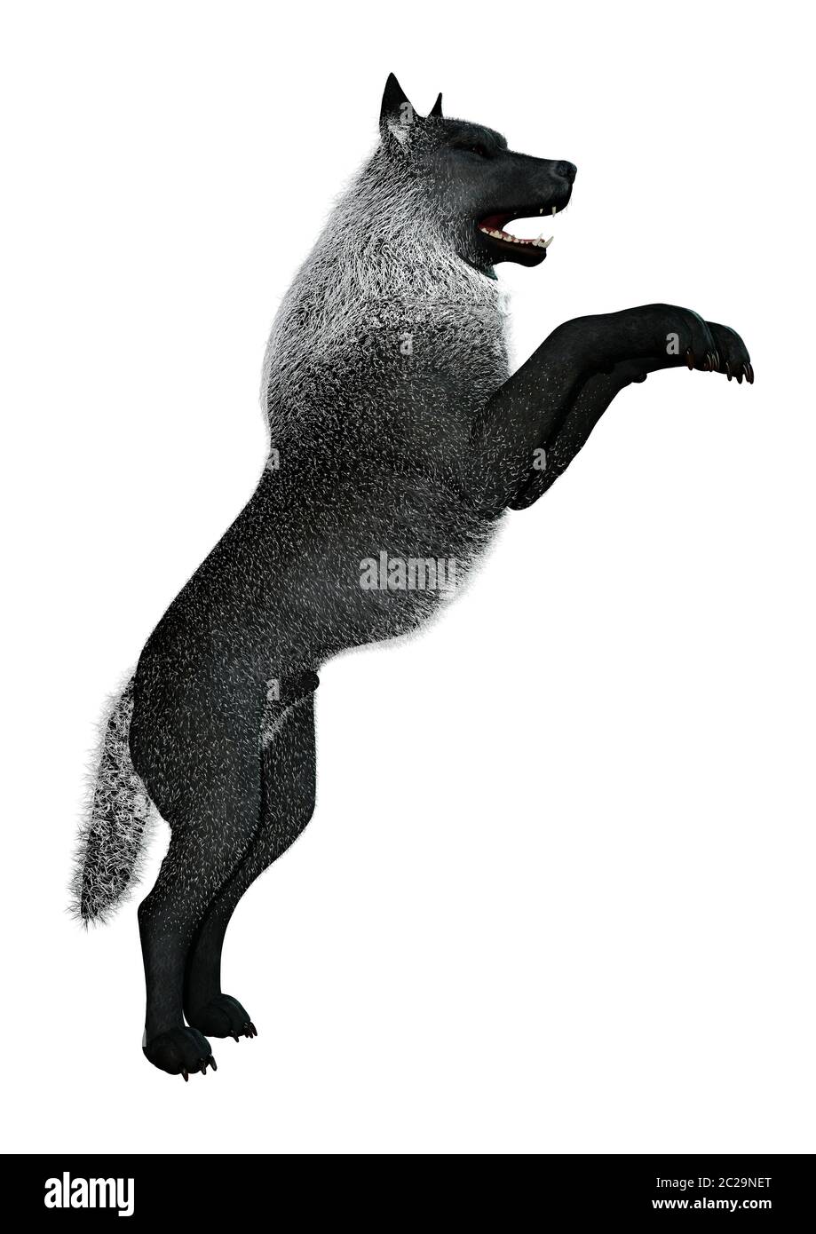 3D rendering of a black wolf isolated on white background Stock Photo ...