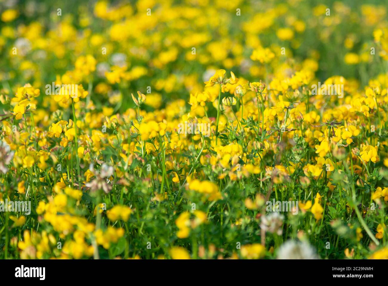 Yellow flowers at spring time Stock Photo - Alamy