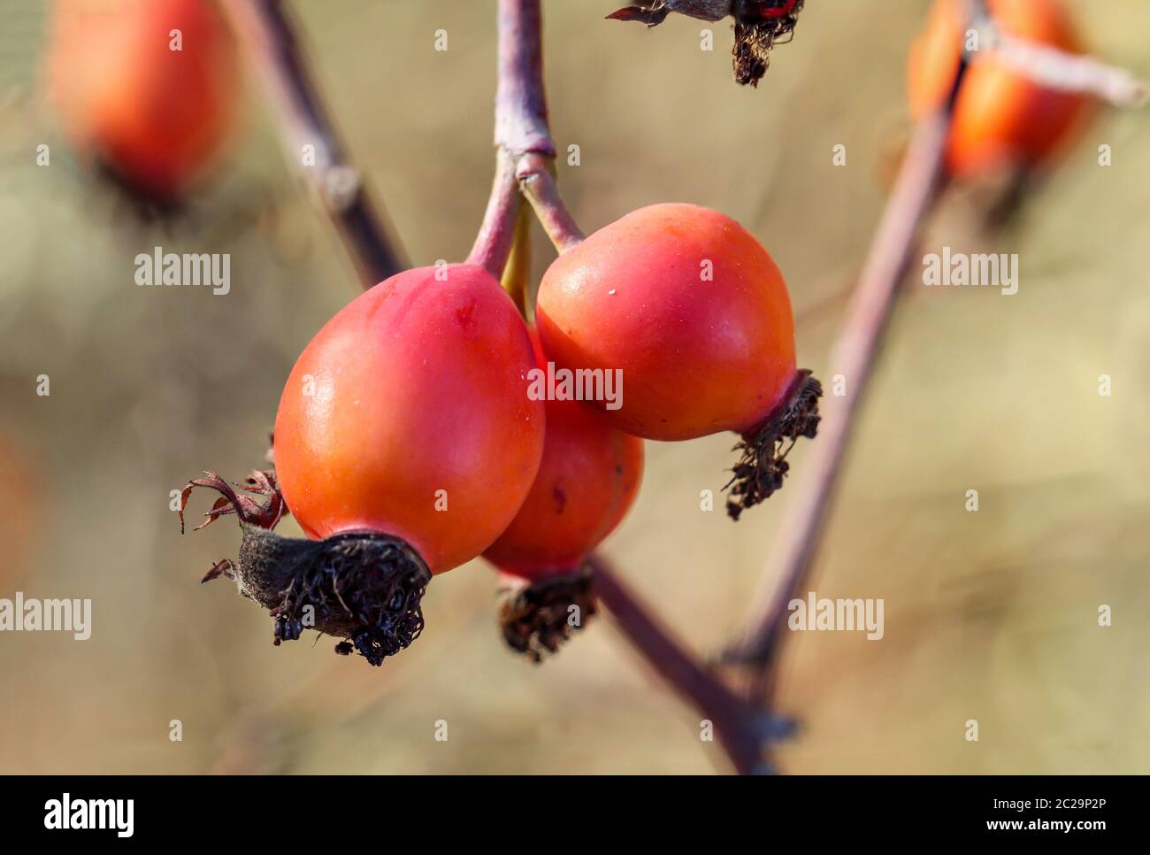 Rposehip hi-res stock photography and images - Alamy