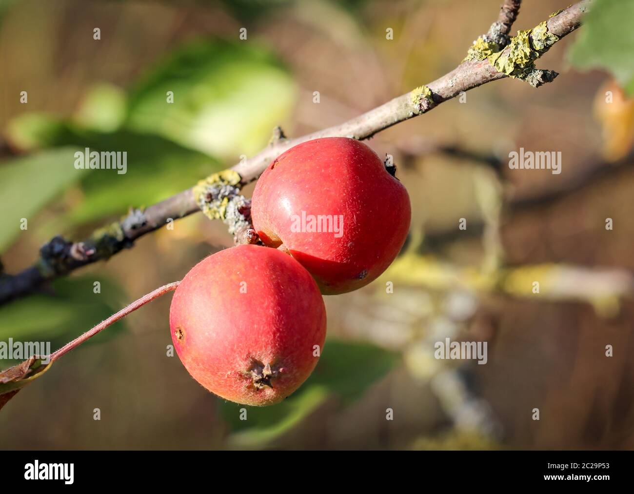Deep red apple hi-res stock photography and images - Alamy