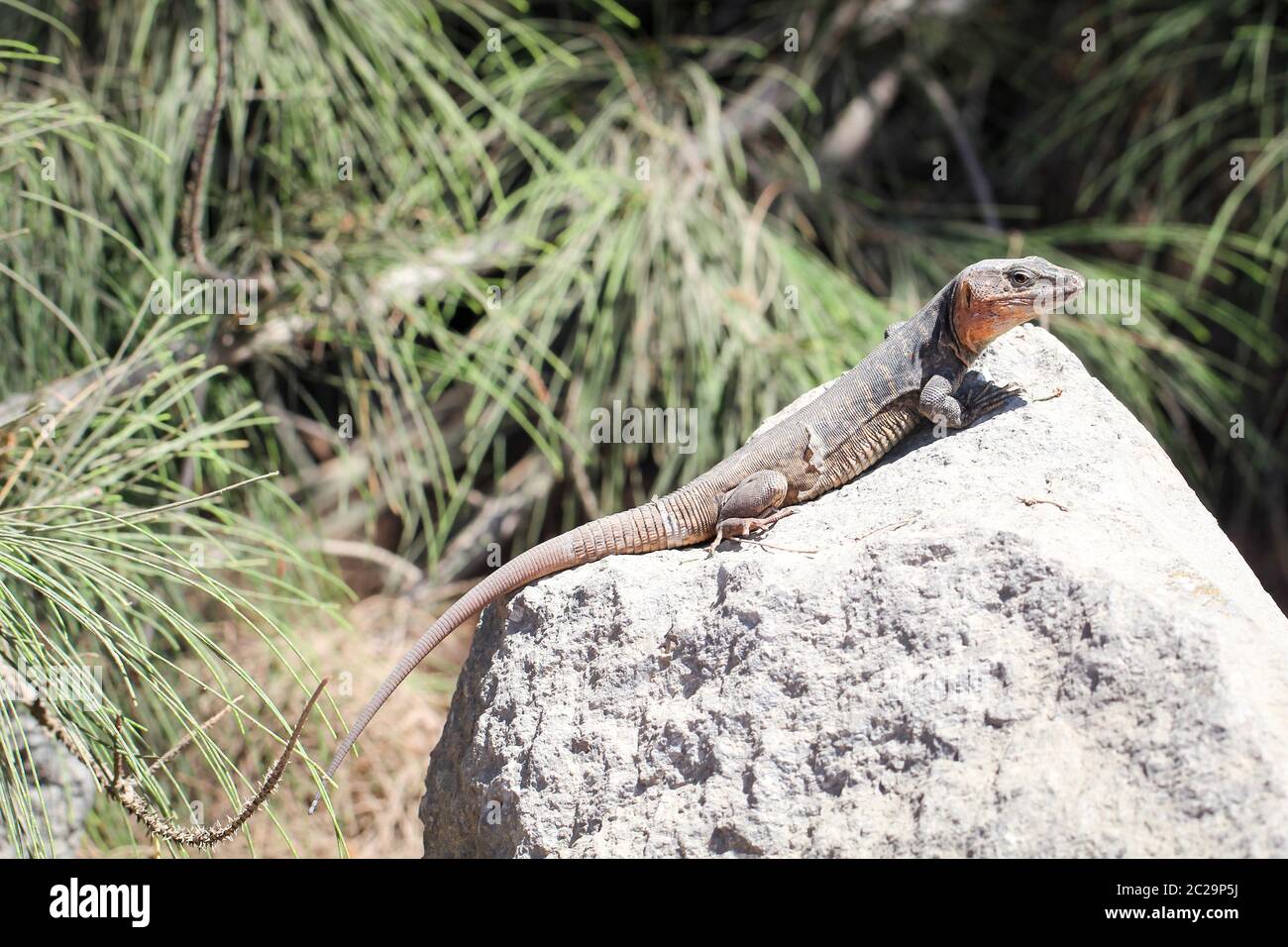 detail of a lizard in the sun on a stone Stock Photo - Alamy