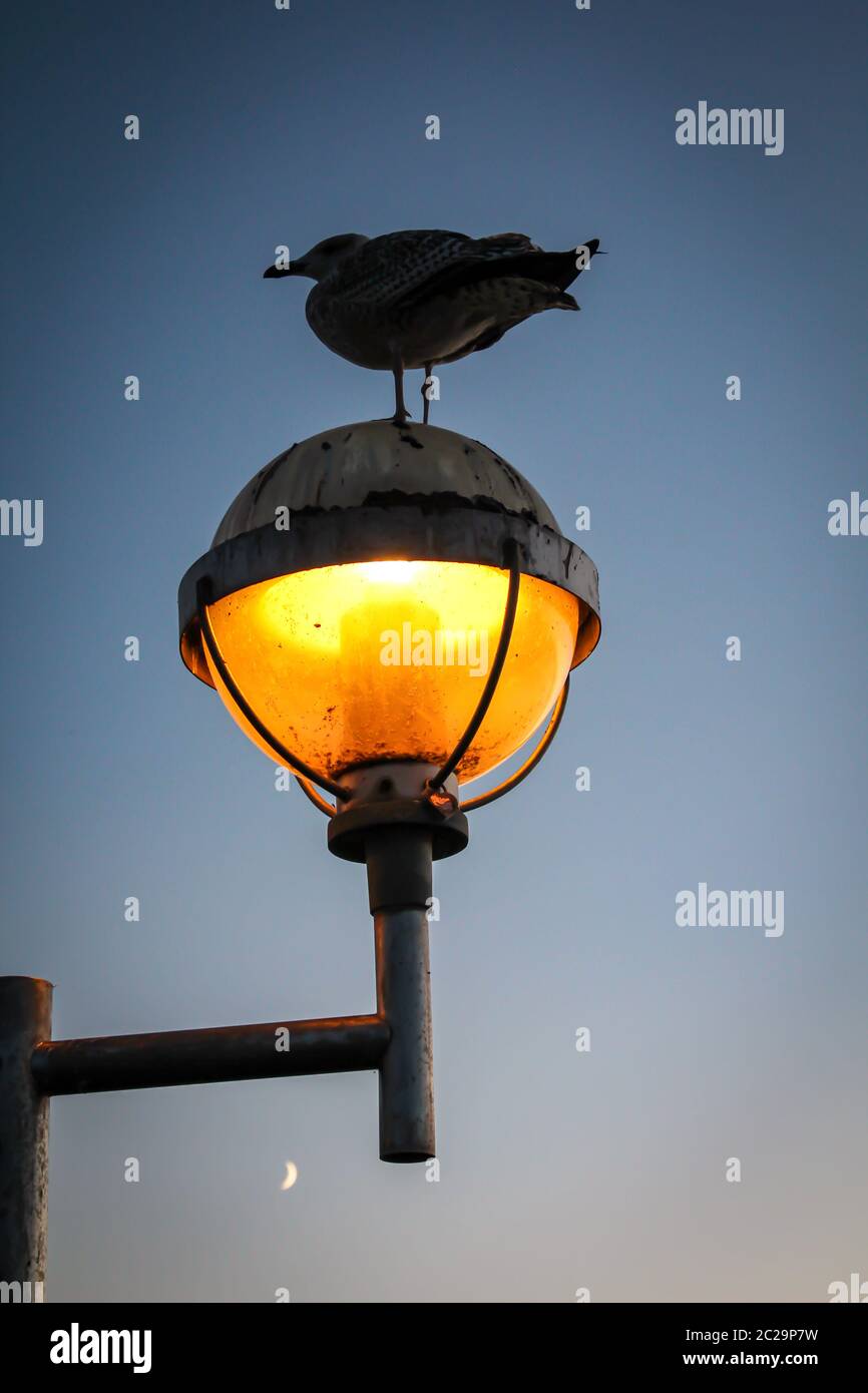 beach lantern with a seagull sitting on it Stock Photo - Alamy