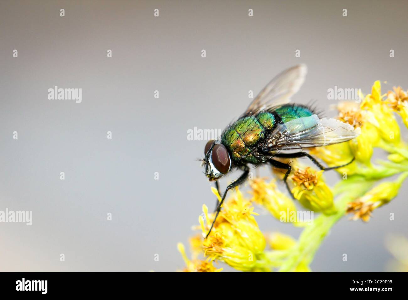 Bott fly hi-res stock photography and images - Alamy