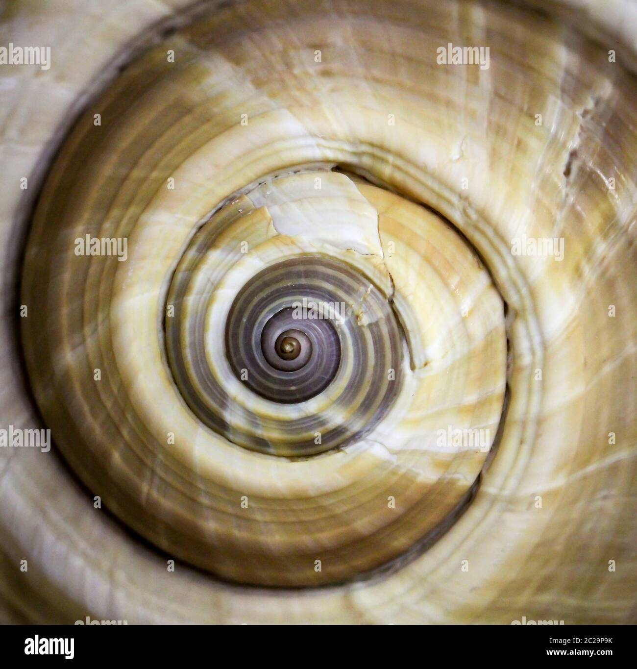 gemstones, shells, fossils and semi-precious stones with beautiful ...