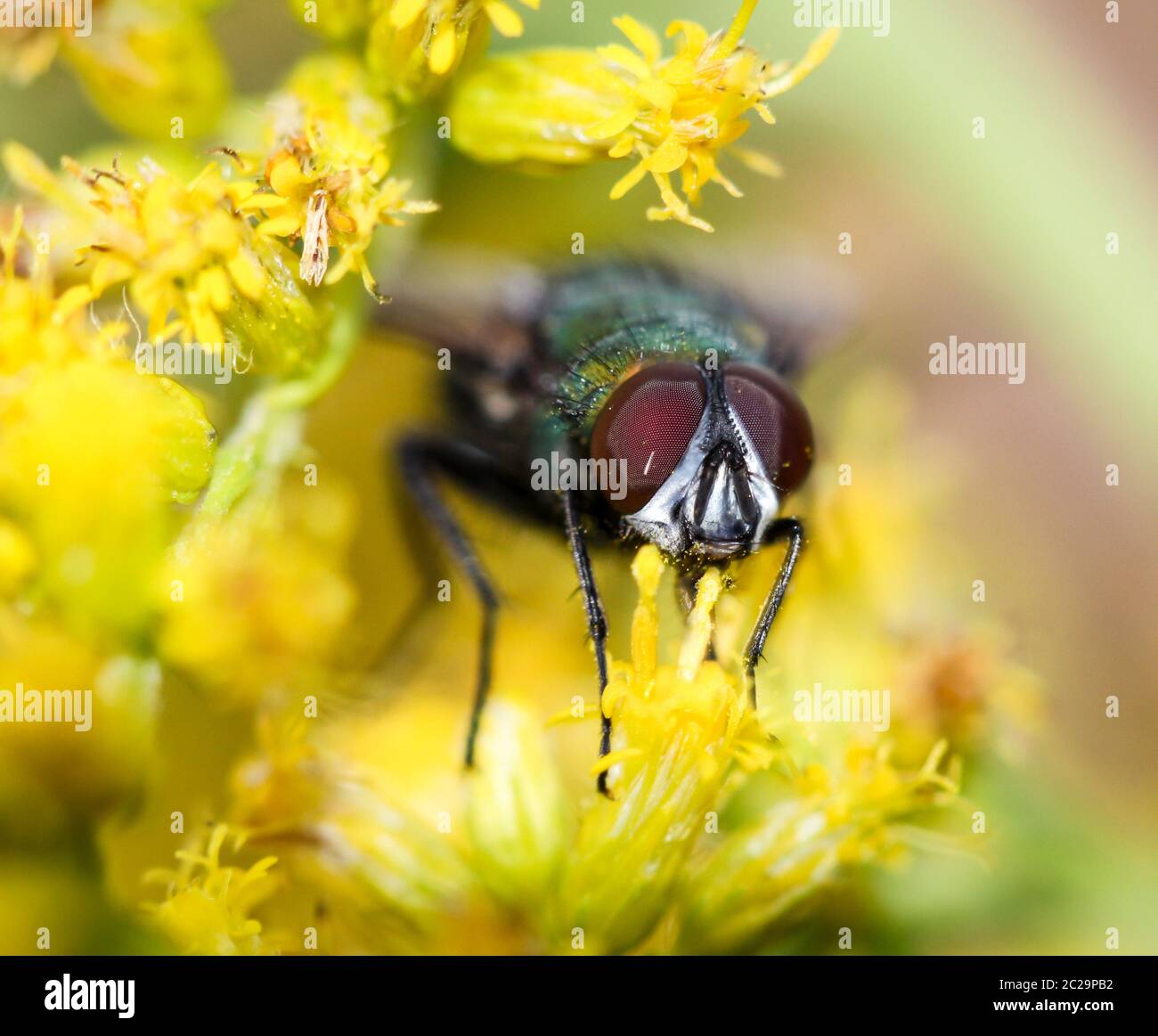 Bott fly hi-res stock photography and images - Alamy