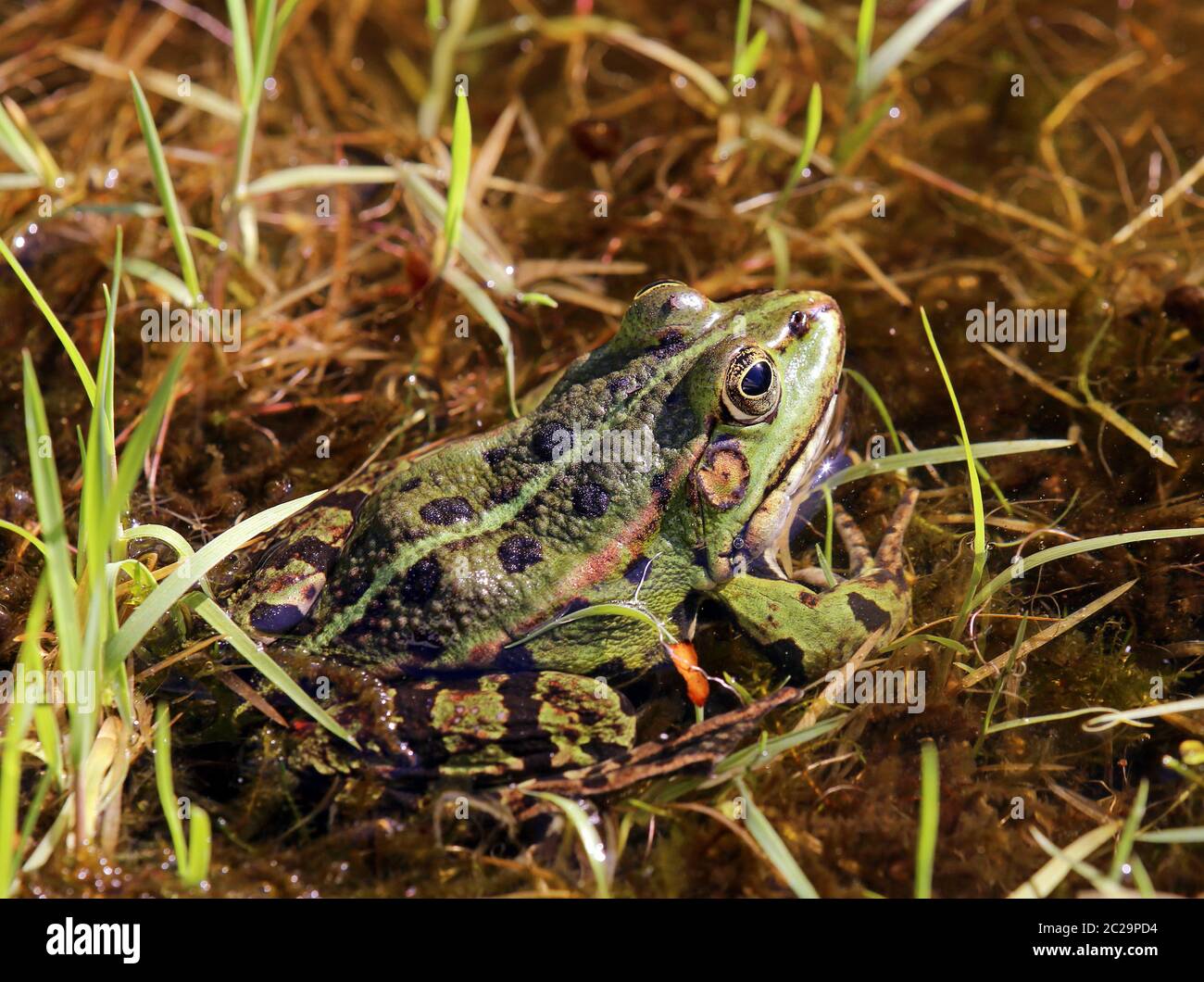 Pond frog Pelophylax esculenta at the pond bank Stock Photo - Alamy