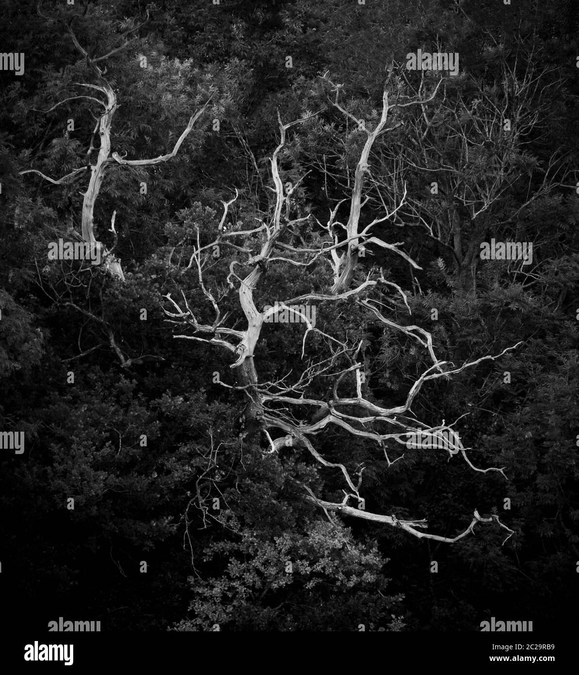 A black and white image of a dead tree surrounded by woodland in ...