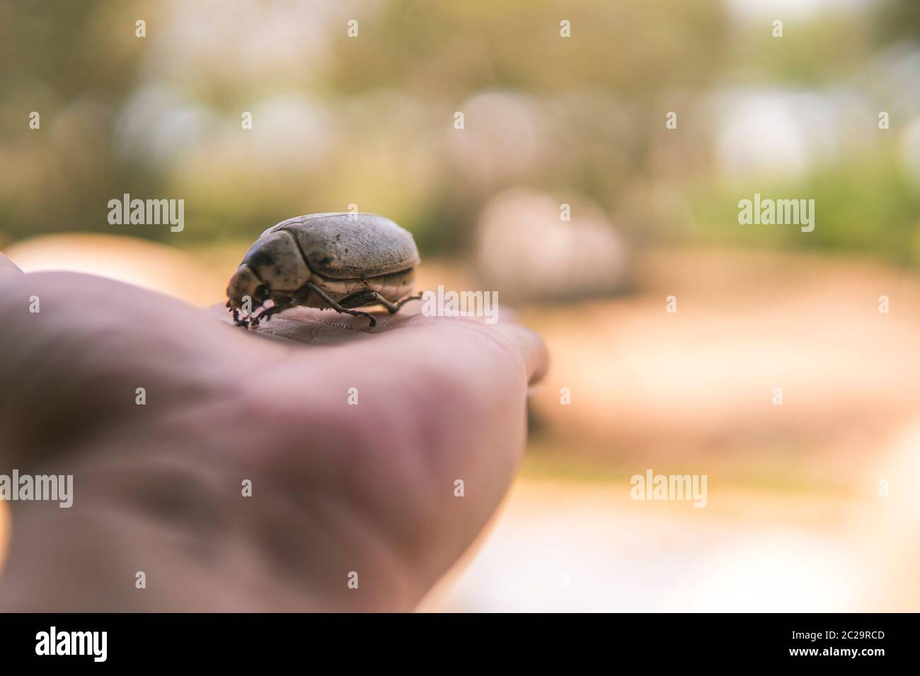 Close up photo of dead beetle lying on an unidentified person's hand ...