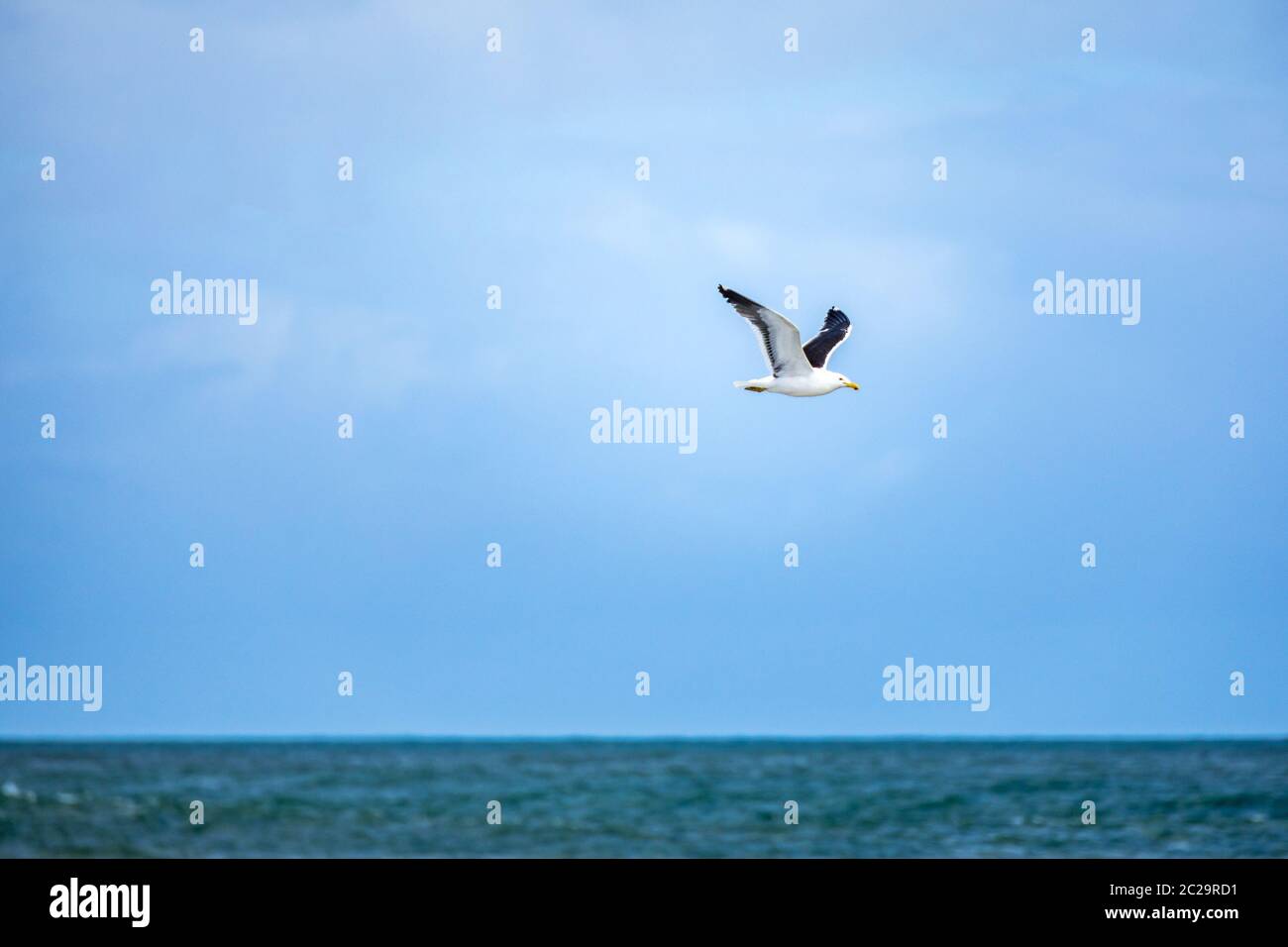 seagull flying over the ocean Stock Photo - Alamy