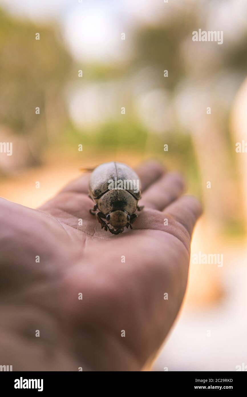 Close up photo of dead beetle lying on an unidentified person's hand ...