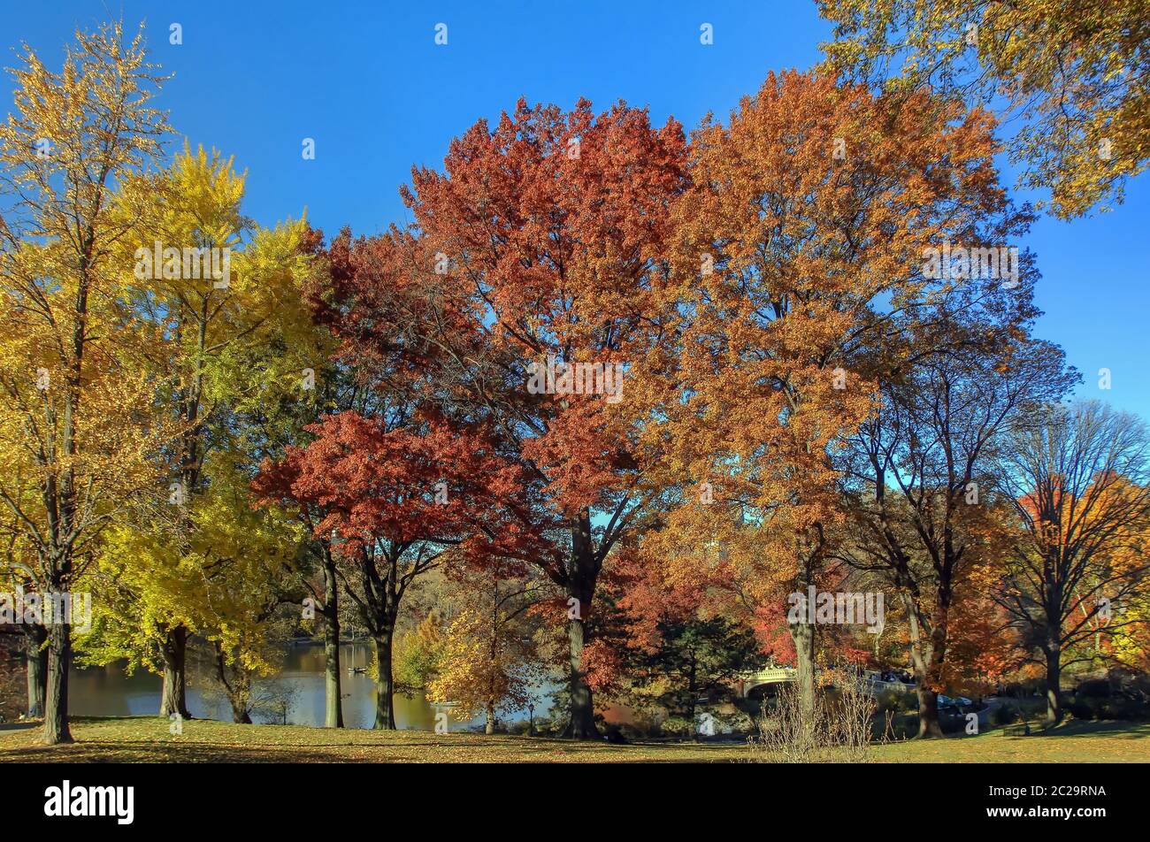 New york city tree hi-res stock photography and images - Alamy