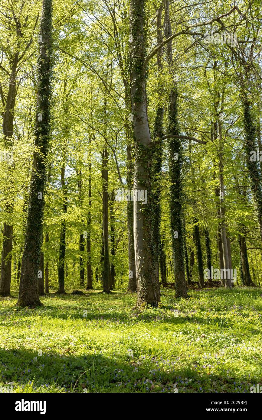 Beech plans hi-res stock photography and images - Alamy