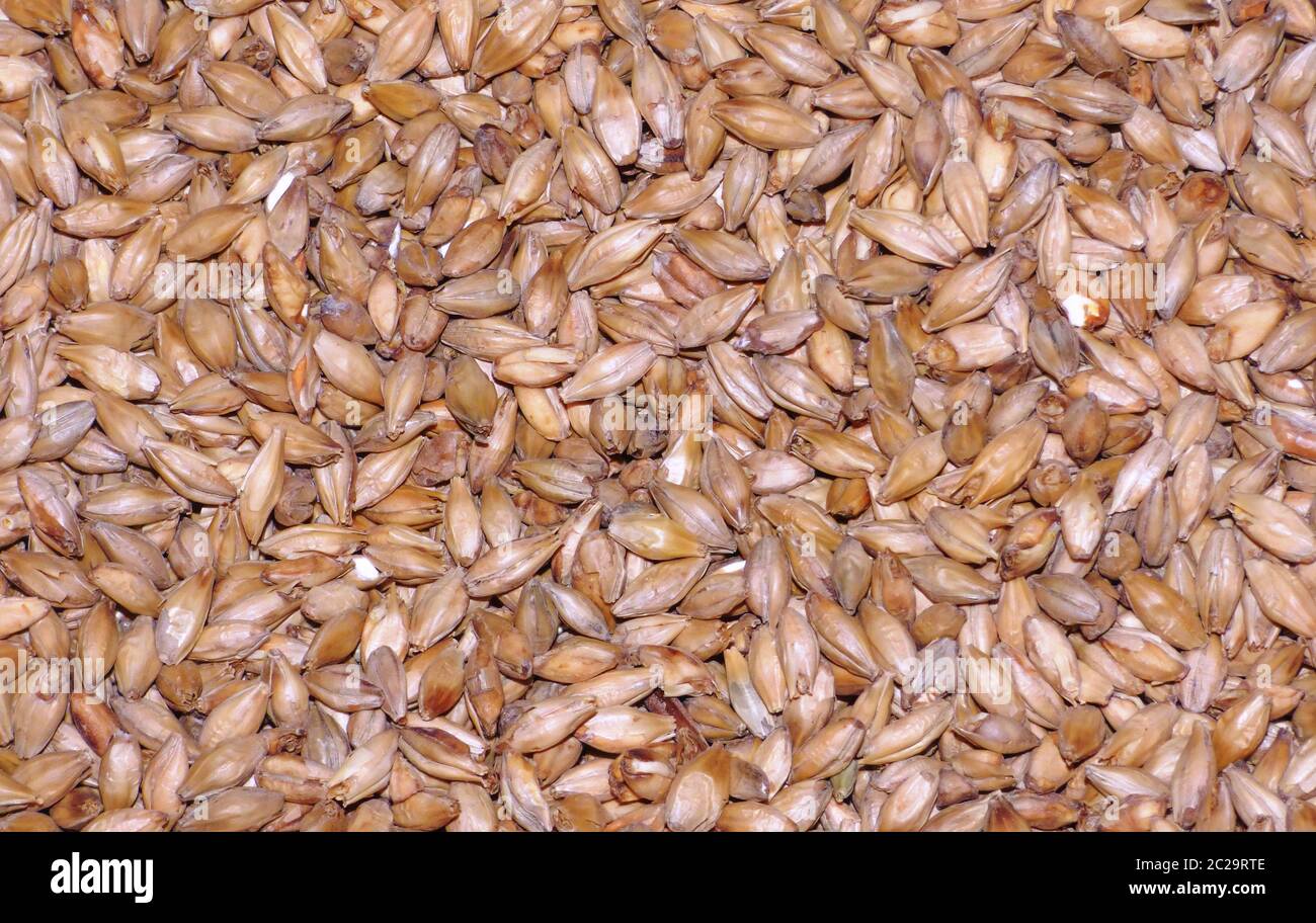 Dried malt to make a rich beer Stock Photo - Alamy