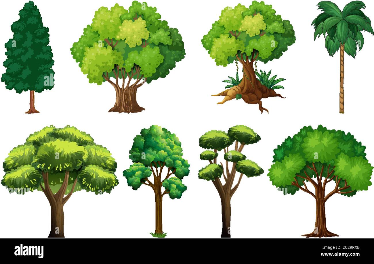 Set of variety plants and trees illustration Stock Vector Image & Art ...