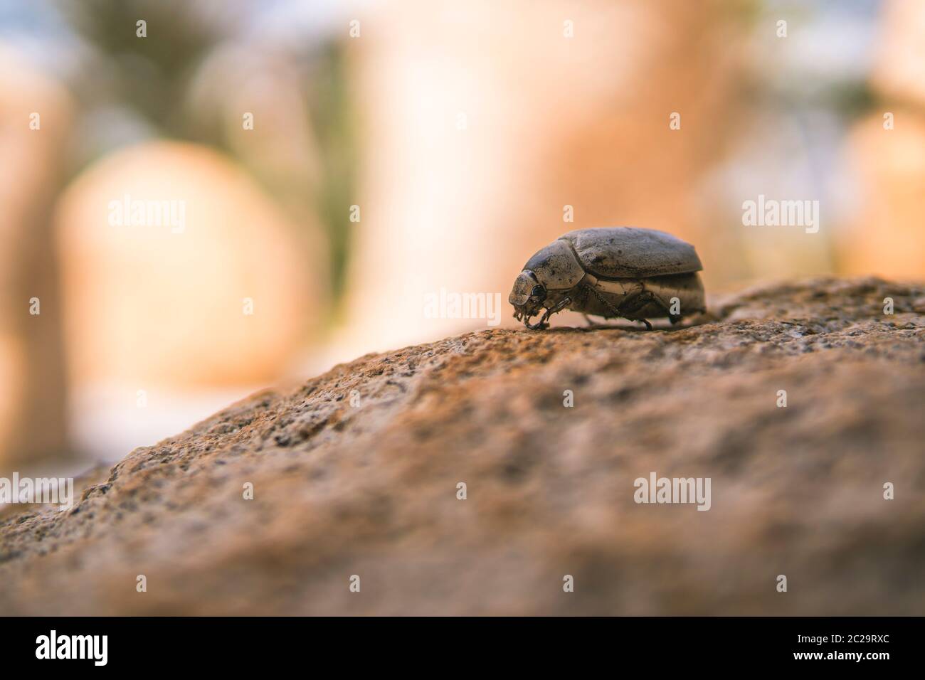 Close up photo of dead beetle lying on a rock. The natural background ...