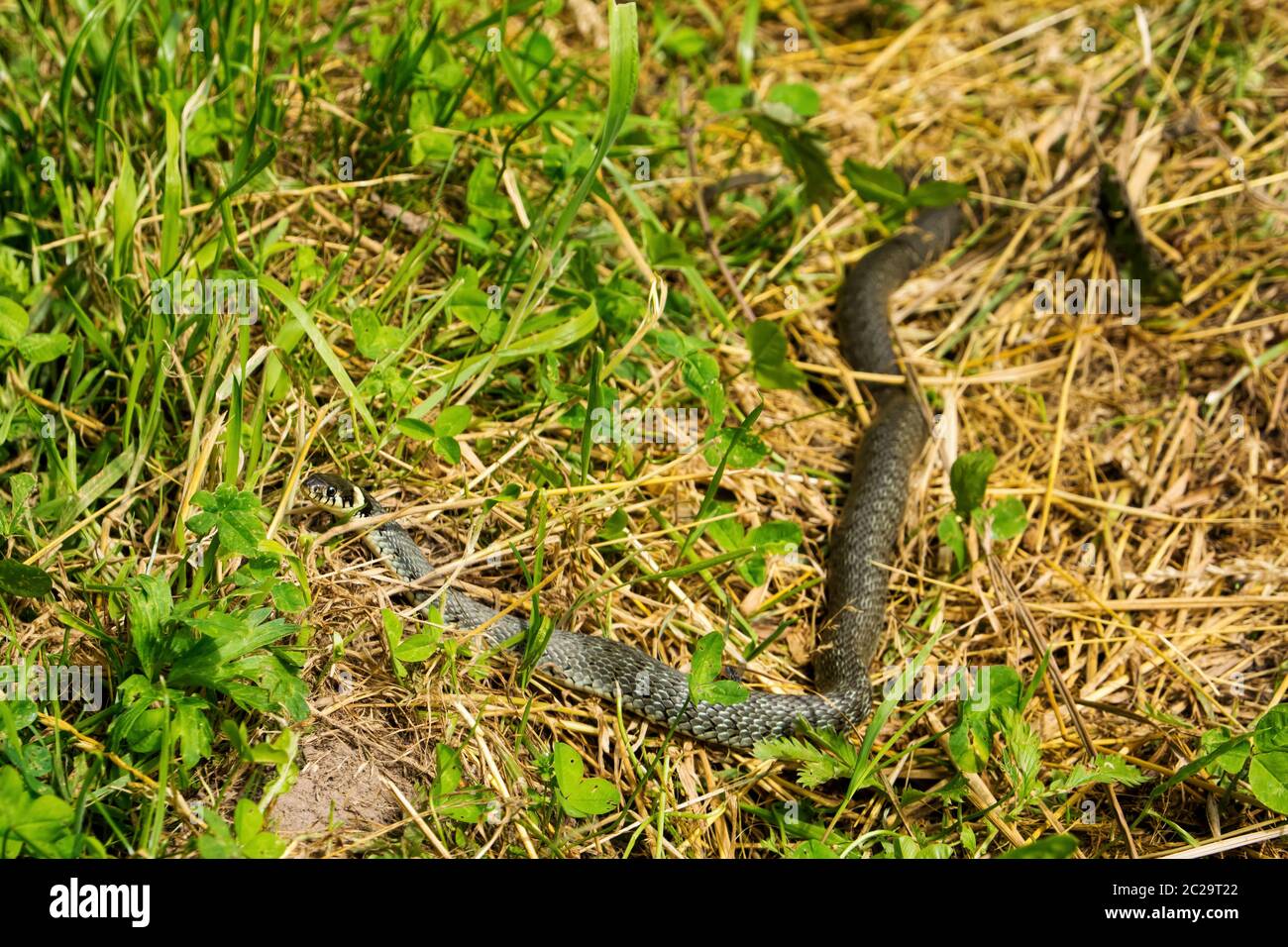 Grass snake in wilderness on a green meadow, Natrix natrix, sometimes ...