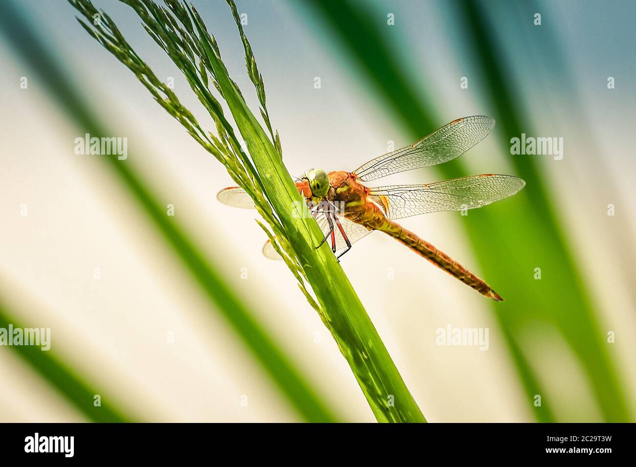 Helicopter insects hi-res stock photography and images - Alamy