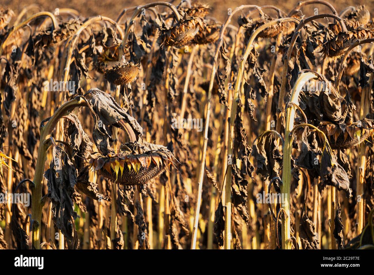 Drought Sunflower Field, dry climate destroys the harvest Stock Photo ...