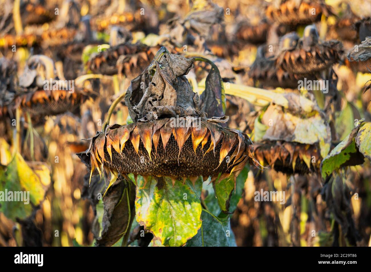 Drought Sunflower Field, dry climate destroys the harvest Stock Photo ...