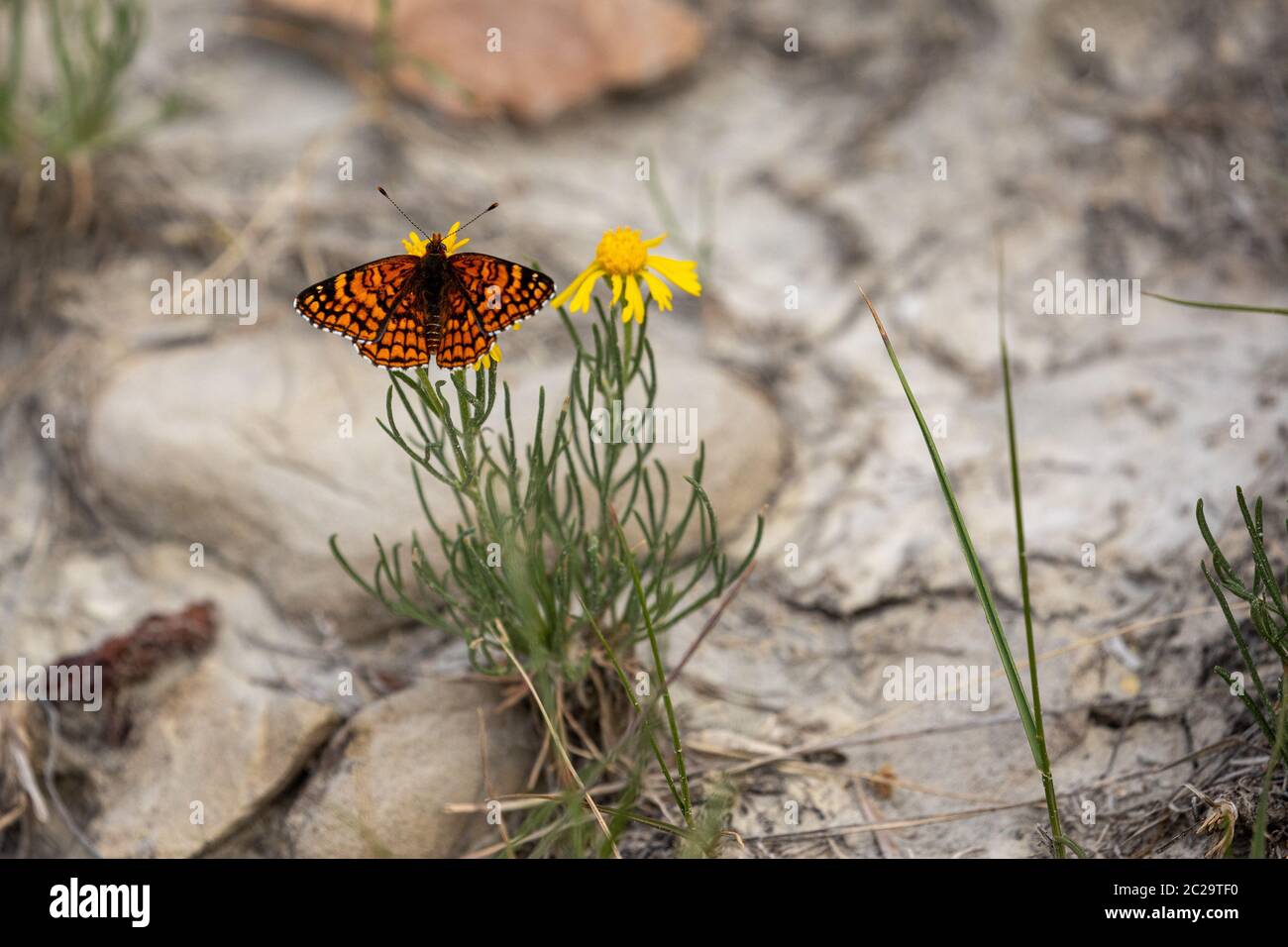 Butterfly of the Badlands in Alberta Canada Stock Photo - Alamy
