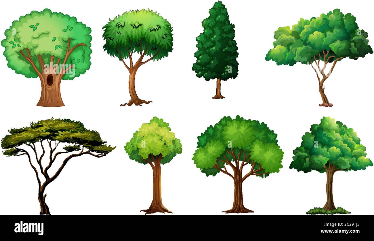 Set of variety plants and trees illustration Stock Vector Image & Art ...