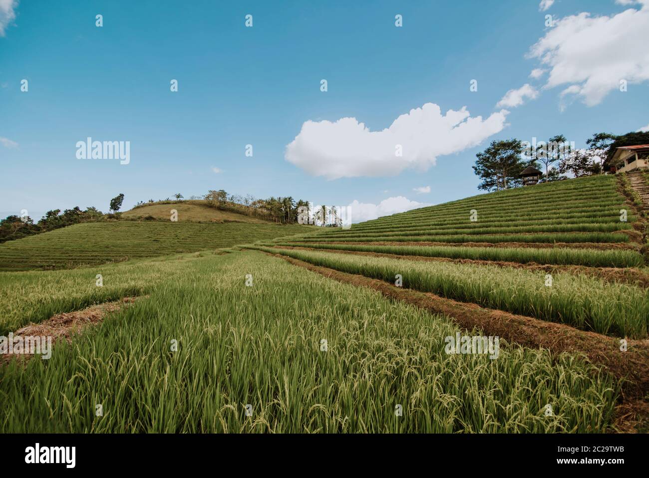 cultivated rice terraces on the island of Bohol in the philippines ...